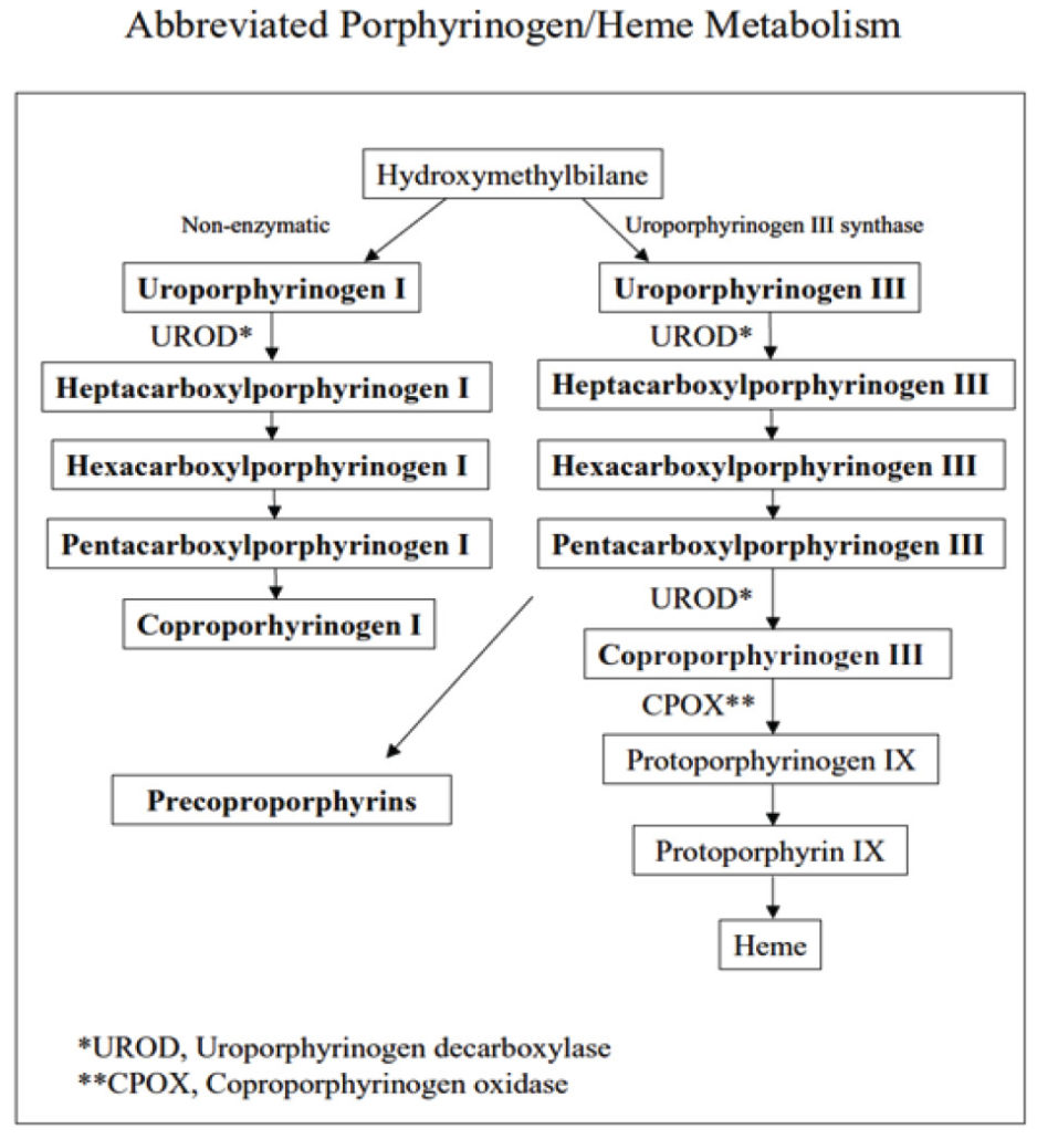 Urine Porphyrins | FxMed