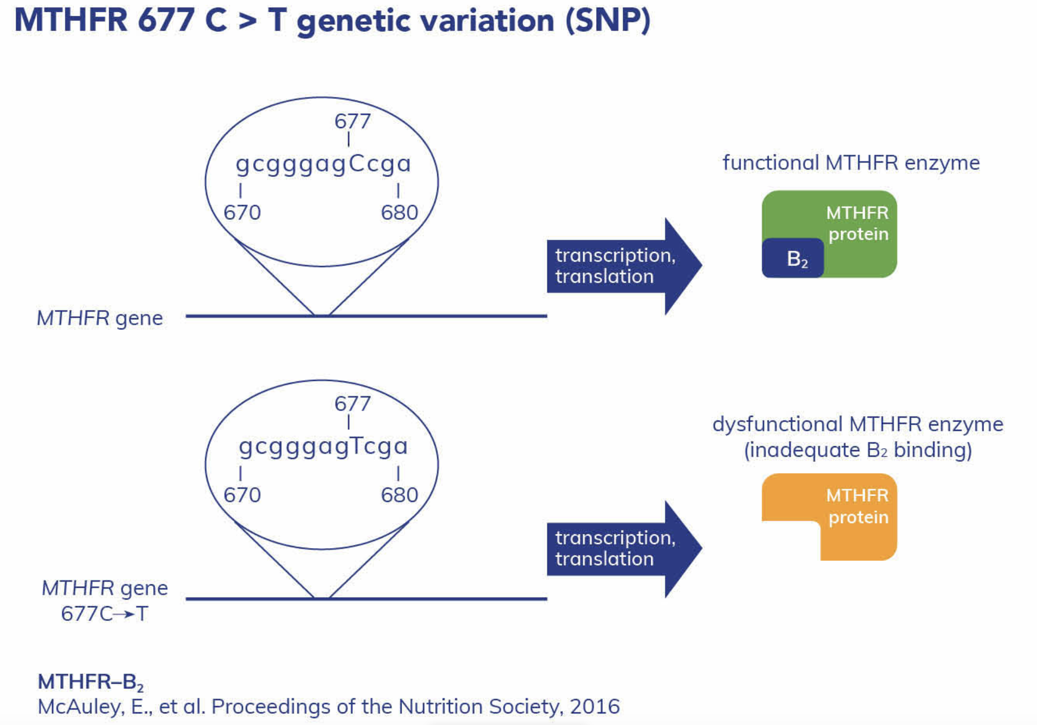 Vitamin B2 (riboflavin), MTHFR and blood pressure: An Expert Series